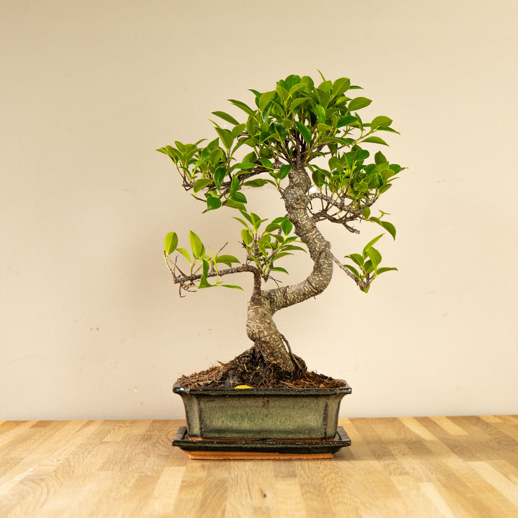 Bonsai tree | Ficus Jubara – bonsaiwonder®